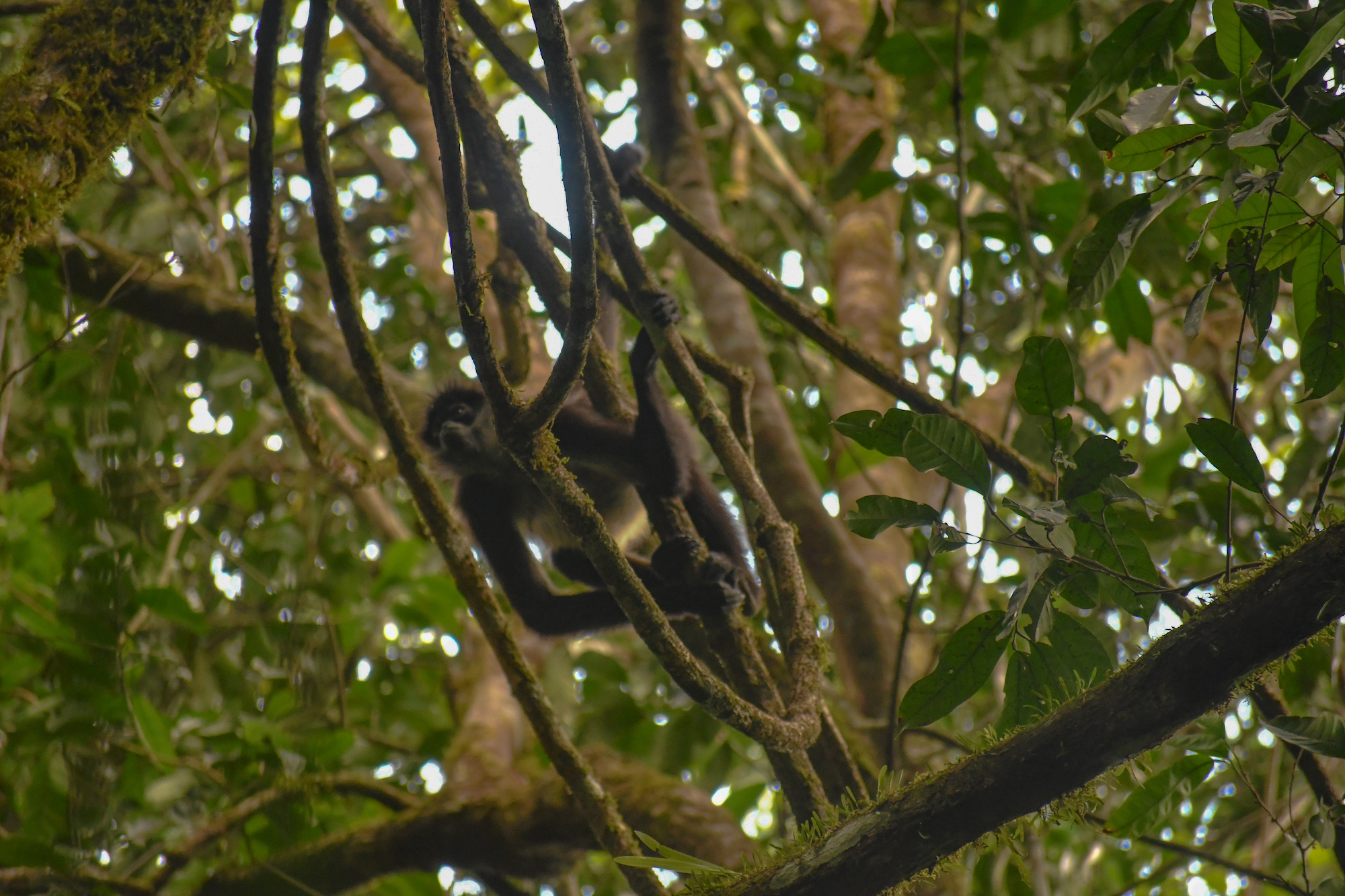 Ya'axché Conservation Trust